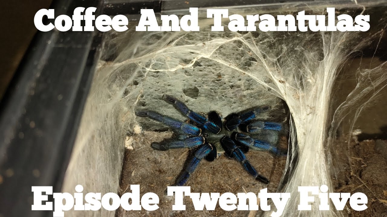 Tarantula's And Coffee Episode Twenty Five ☕ - YouTube