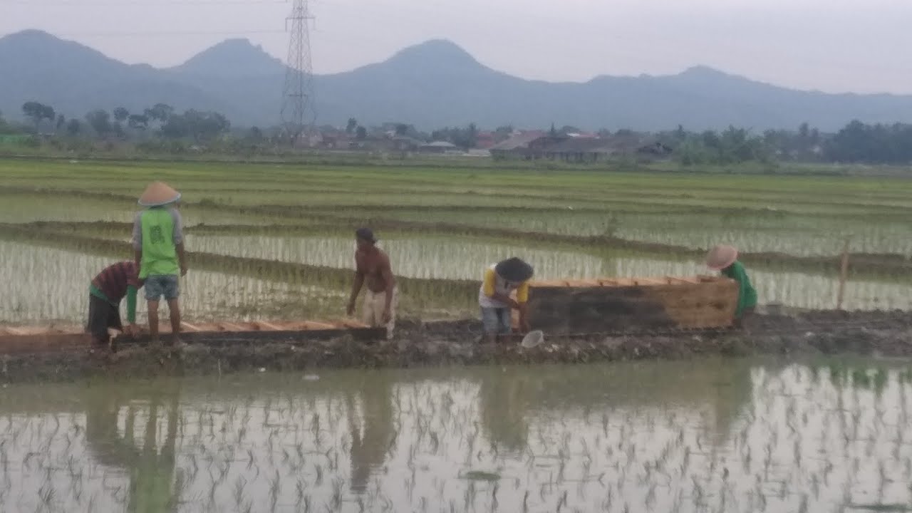PEMBUATAN SALURAN IRIGASI PERSAWAHAN - YouTube