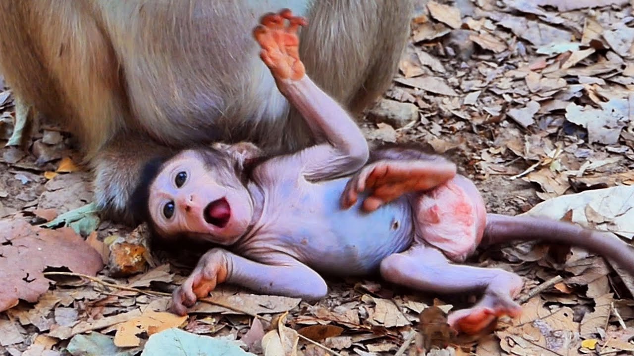 Most beautiful of action tiny baby Percy on the ground, Cute baby wild ...