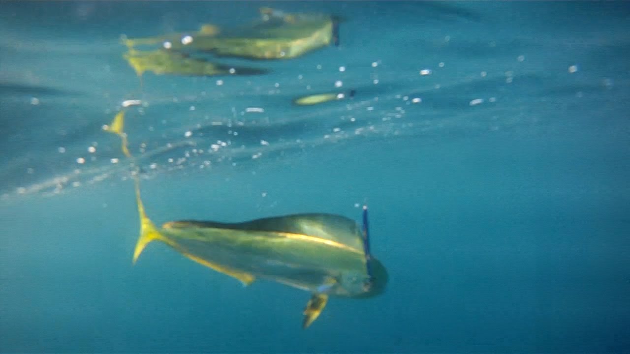 Pesca Spinning alla Lampuga - Dorado - Mahi Mahi - Riprese Sub - YouTube