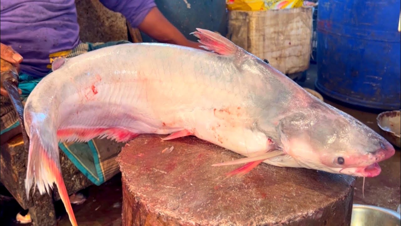 Today Incredible Big Pangas Fish Cutting By Expert Fish Cutter | Fish ...