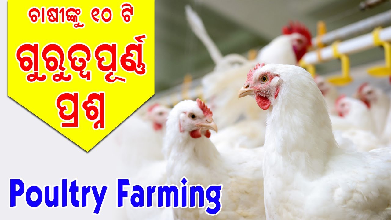 10 ଟି ଗୁରୁତ୍ୱପୂର୍ଣ୍ଣ ପ୍ରଶ୍ନ ( Poultry Farming in Odisha). 10 important ...
