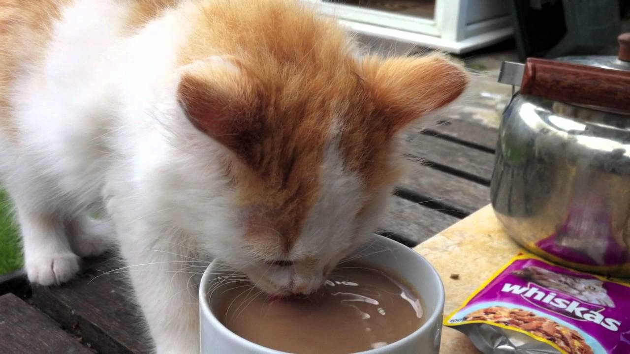 Kitten Drinking Tea - YouTube