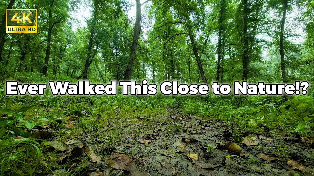 Walk Through the Forest from a New Perspective 🌿 | Low Angle Nature ...