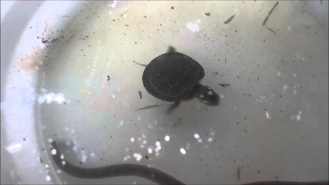 Turtle vs Worm - YouTube