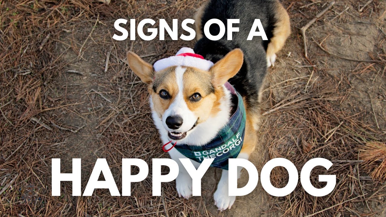 16 Signs to Test If Your Dog is Very Happy - YouTube