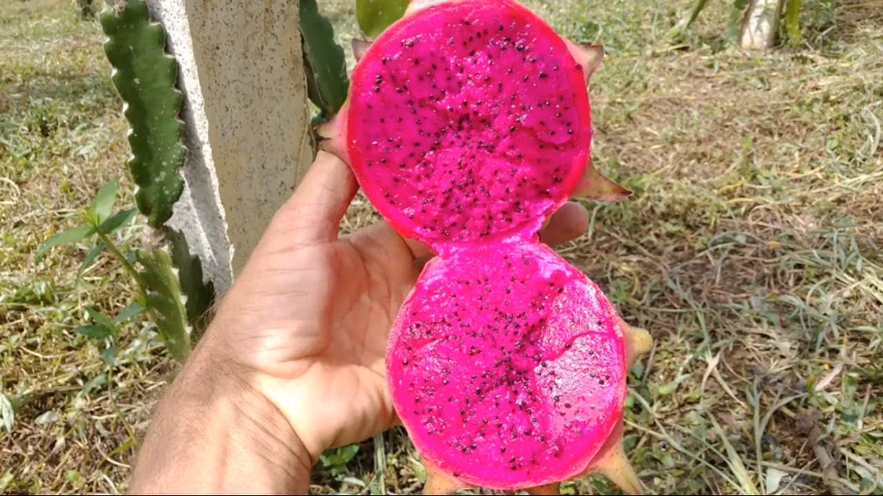 PITAYA ROYAL RED, a Pitaya mais plantada no Vietnã e nas Filipinas ...