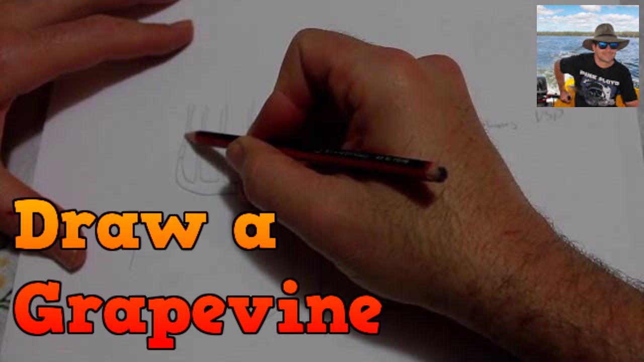 Parts of a Grape Vine Drawn and Labelled - YouTube