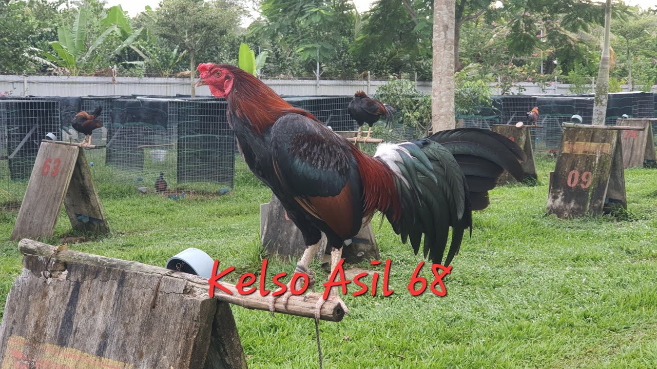 Asil Kelso 68 - YouTube