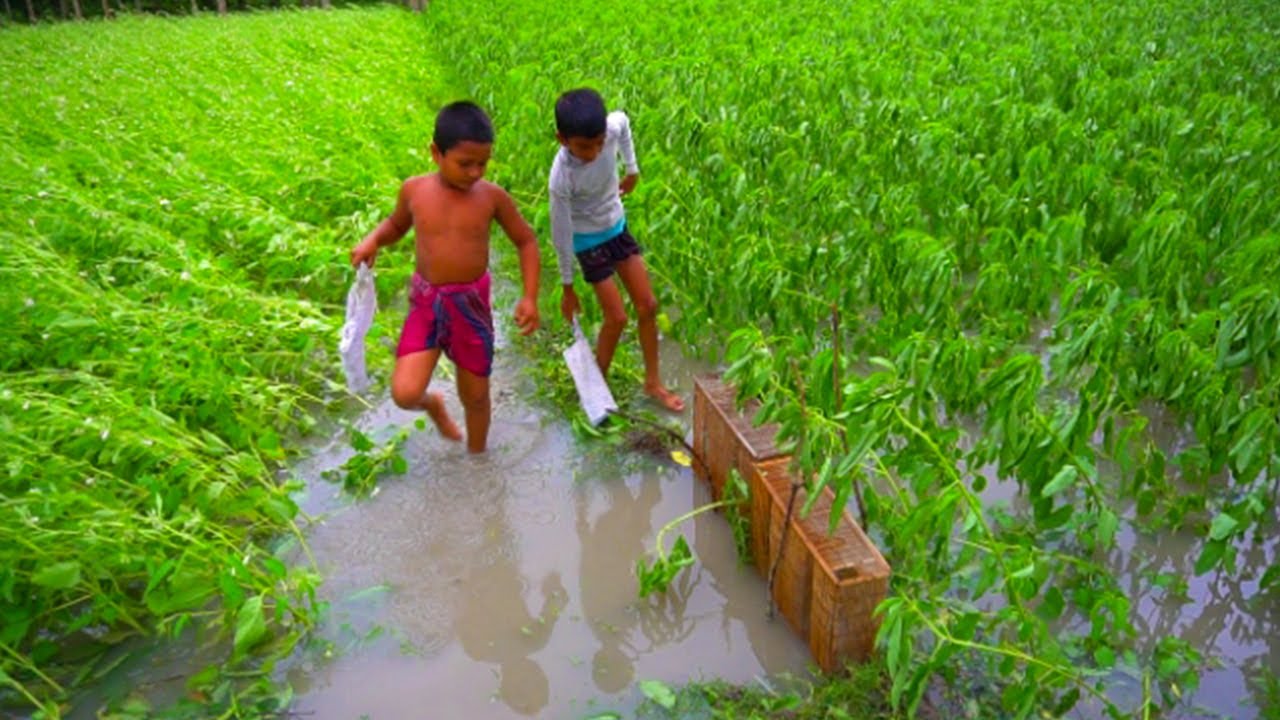 Best Village Fishing | Asian Traditional Fishing in Village After ...