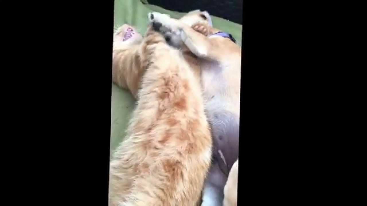 Garfield and Odie ,for real - YouTube