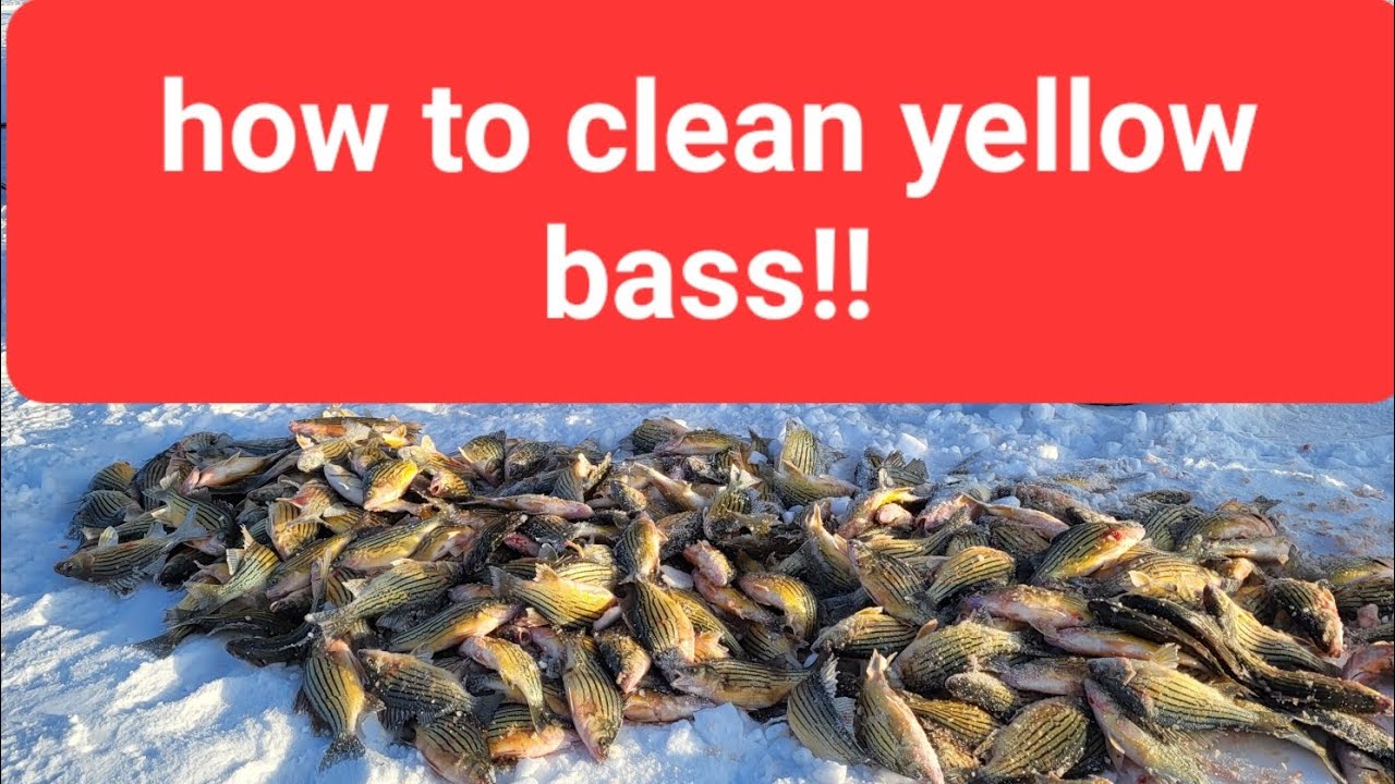 How to clean yellow bass and prep before you freeze or eat them! #food ...