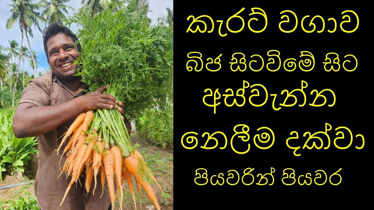 කැරට් වගාව බිජ සිටවනතැනසිට අස්වැන්න නෙලීම දක්වා Carrot cultivation from ...