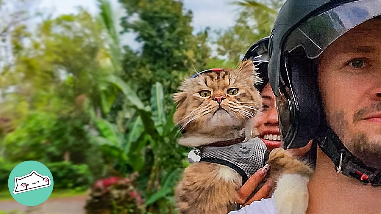 Cat Won’t Leave Couple Alone, So He Got A Helmet And Goes For Rides ...