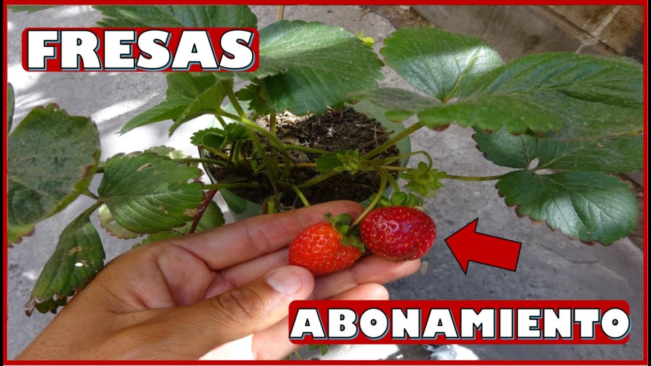 Guía De Fertilización De Fresas Cultivo De Fresa: La Guía Completa