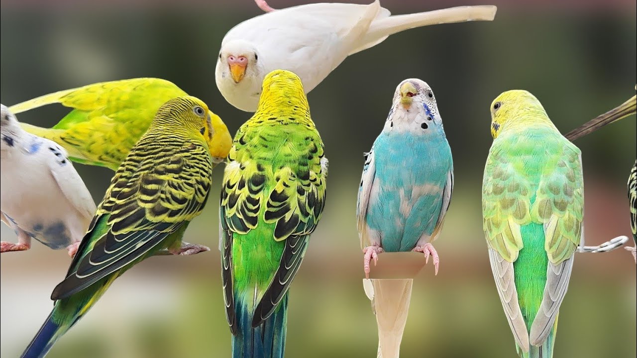 10 Hr Budgies Chirping Talking Singing Parakeets Sounds Reduce Stress ...