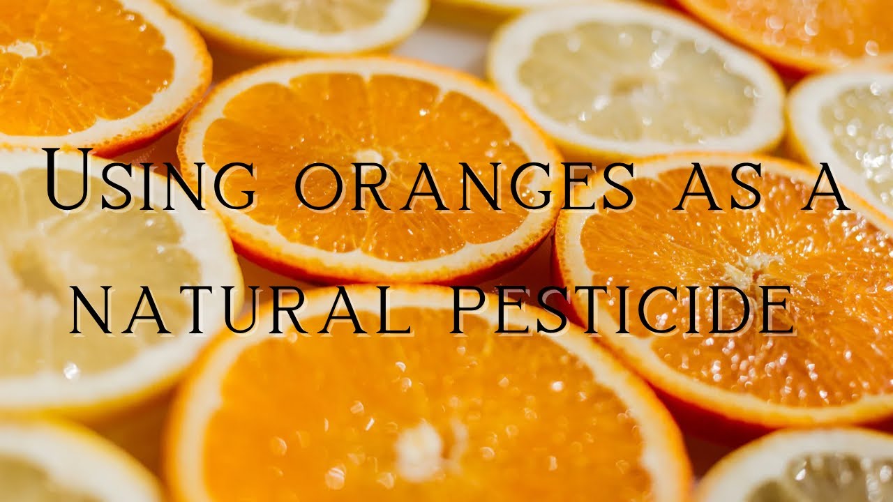 Let’s See If This Works| Using Oranges As A Natural Pesticide - YouTube