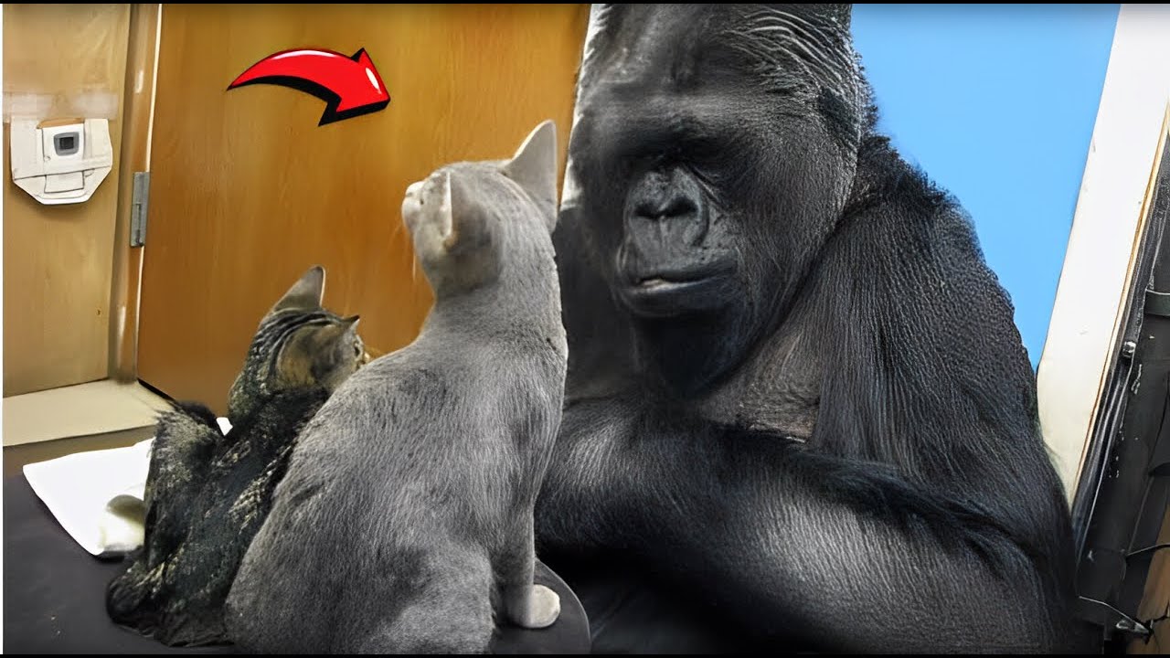 koko, the gorilla who spoke the world’s only known sign language - YouTube