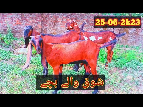 Top Class breeding Quality Amritsari Beetal Goat's kids Of Akbar bhatti From Lahore 2023 - YouTube