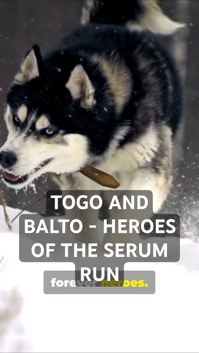 Togo And Balto - Heroes Of Nome, Alaska - YouTube