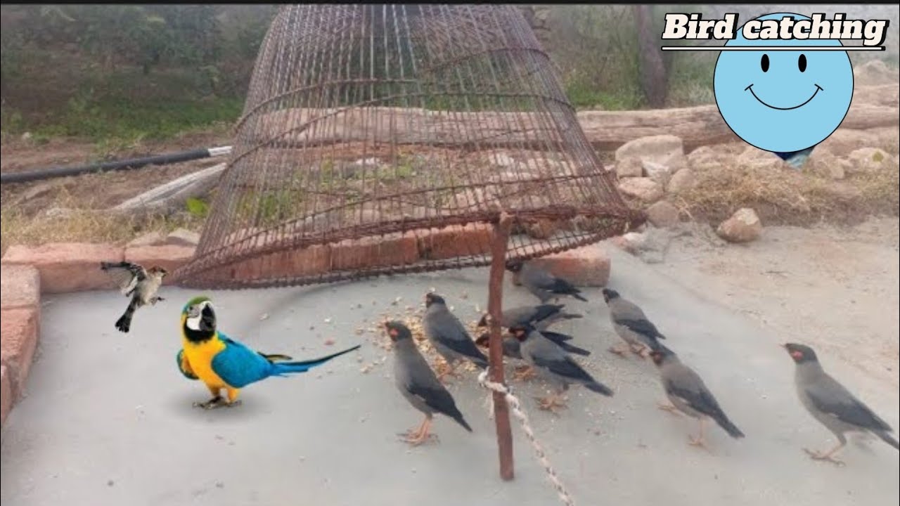 Very Easy and Simple Birds Trap Easy way to catch wild birds ...