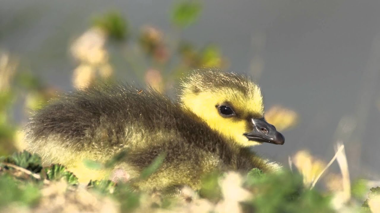 Canada Gosling Yawning - YouTube