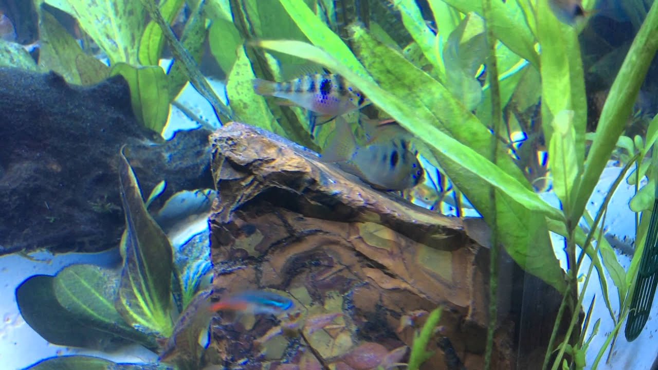 Early GBR mating signs? - YouTube