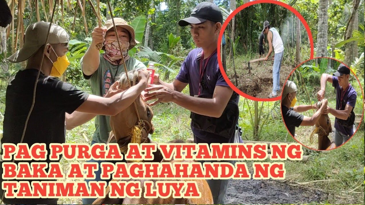 pag purga Ng baka/vitamins and land preparation para sa pag TANIM Ng ...