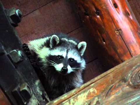 Animal Wallpaper - YouTube