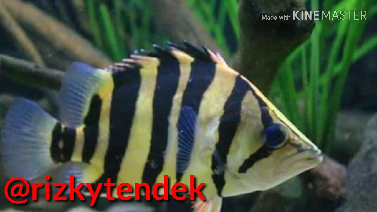 NGASIH MAKAN IKAN EXOTIC BABY TIGER FISH (DATZ BORNEO) YG MALU MALU ...