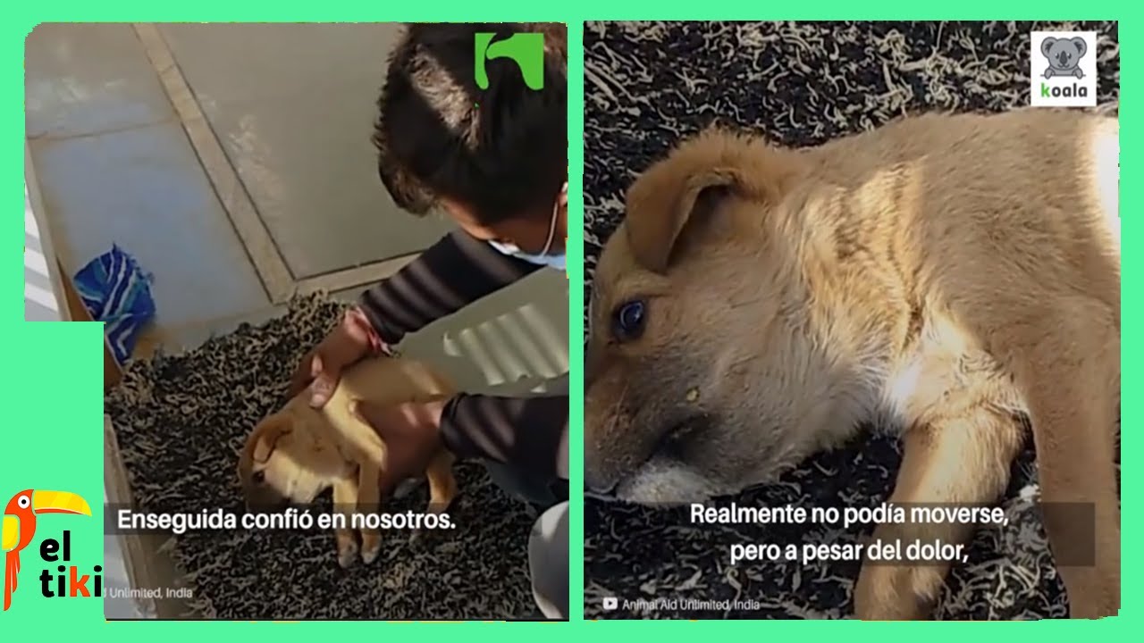 Rescate animal -A Este Perrito Lo encontraron tirado en el suelo con su ...