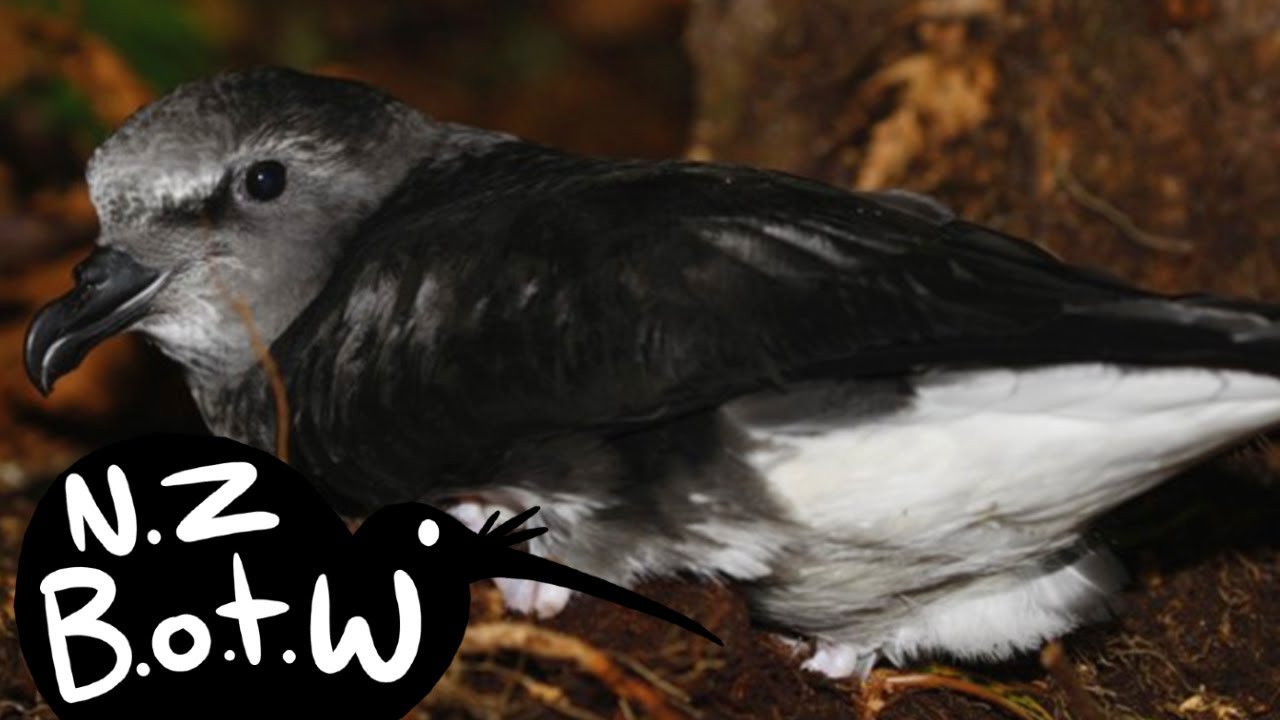 Chatham Island taiko - New Zealand Bird of the Week - YouTube