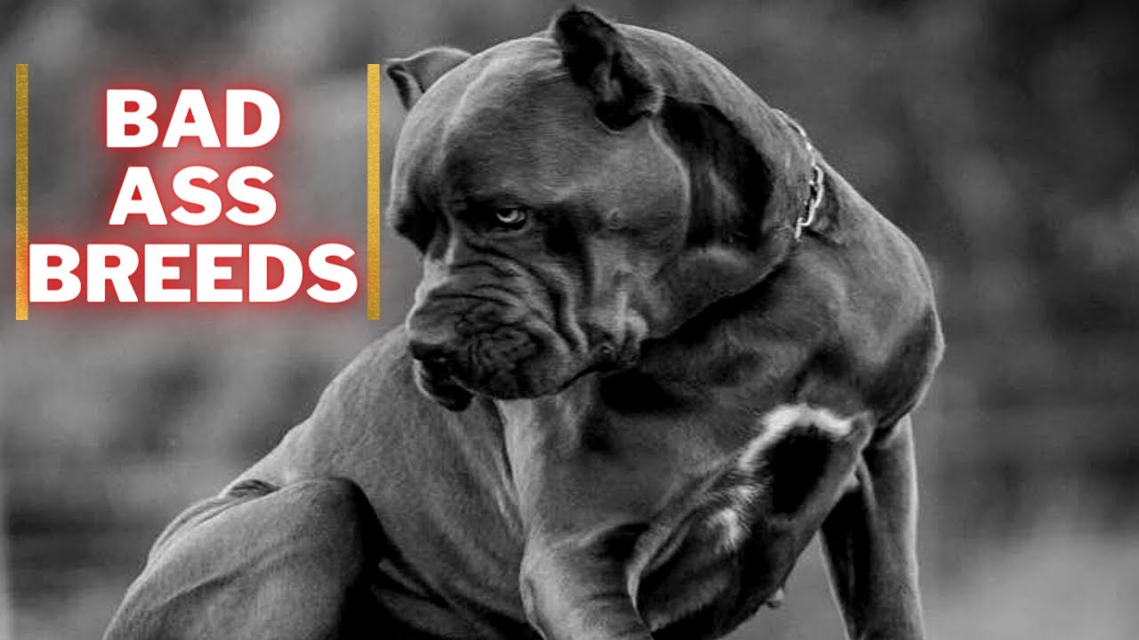 Best of Bad Ass Dog breeds | Top 7 Facts | Dog Fights - YouTube