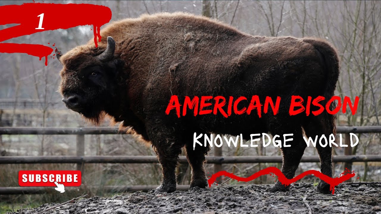 The Majestic American Bison: Facts You Need to Know! - YouTube