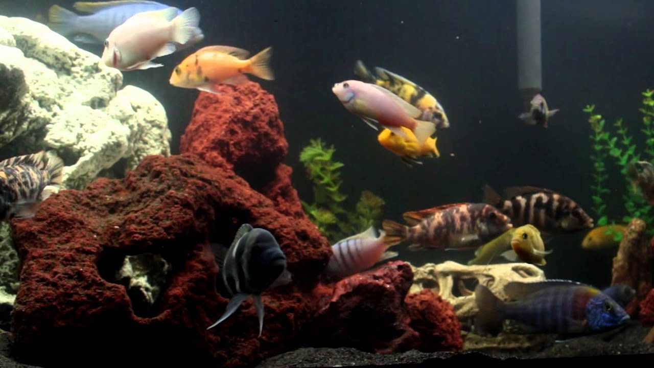 African Cichlid Tank Update - Lava Rock - YouTube