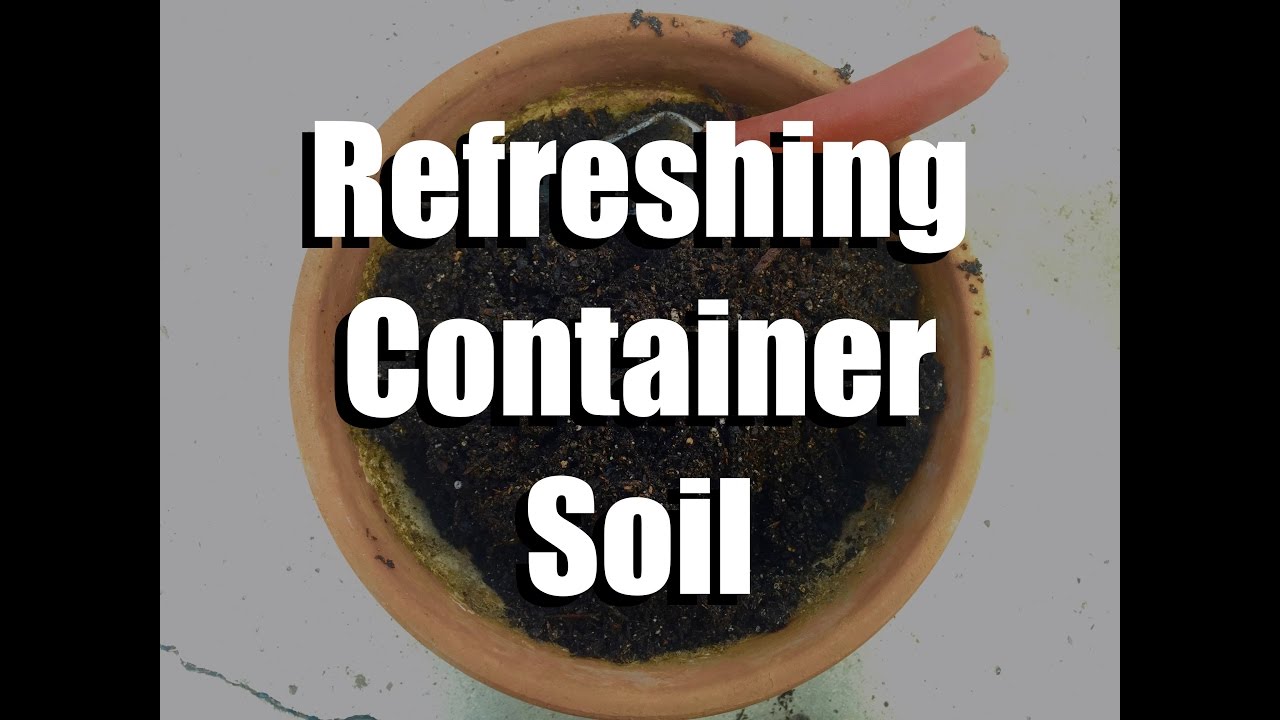 How to Refresh and Re-use Container Soil with Two Simple Ingredients ...