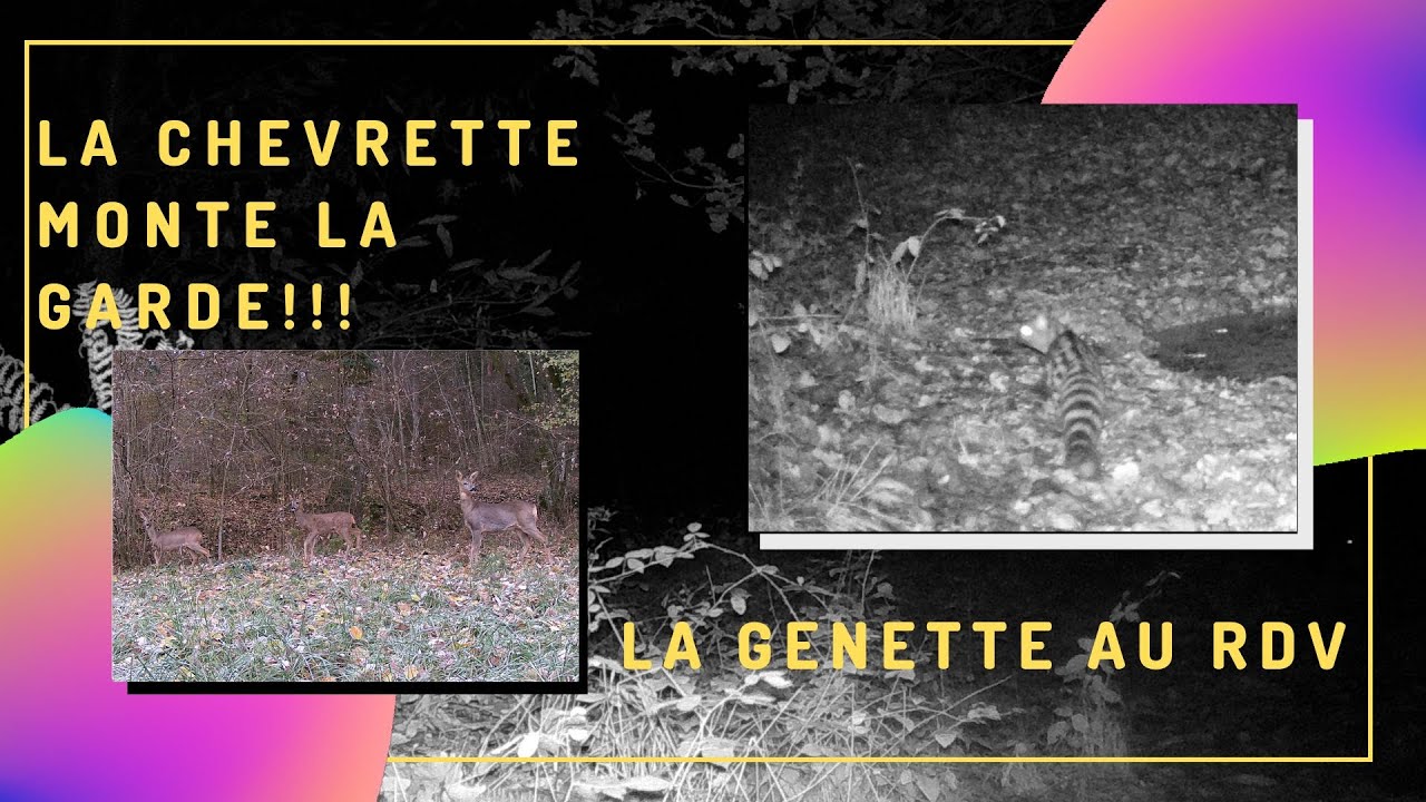 PIEGE PHOTO #15 : LE CRIS DE LA CHEVRETTE #animaux #trailcam #animaux ...