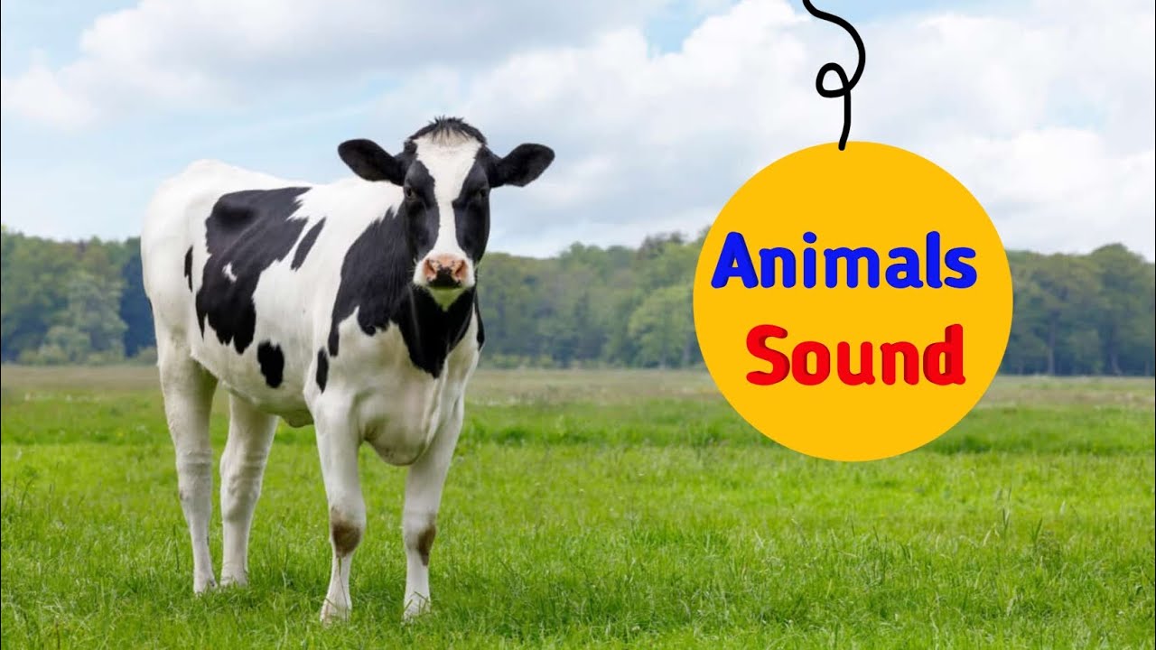 Animal Sounds | Learn Animals Name And Sound | Animal Sounds For Kids ...