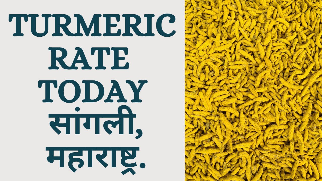 Turmeric Rate Today सांगली, महाराष्ट्र. #turmericrate #turmericprices # ...