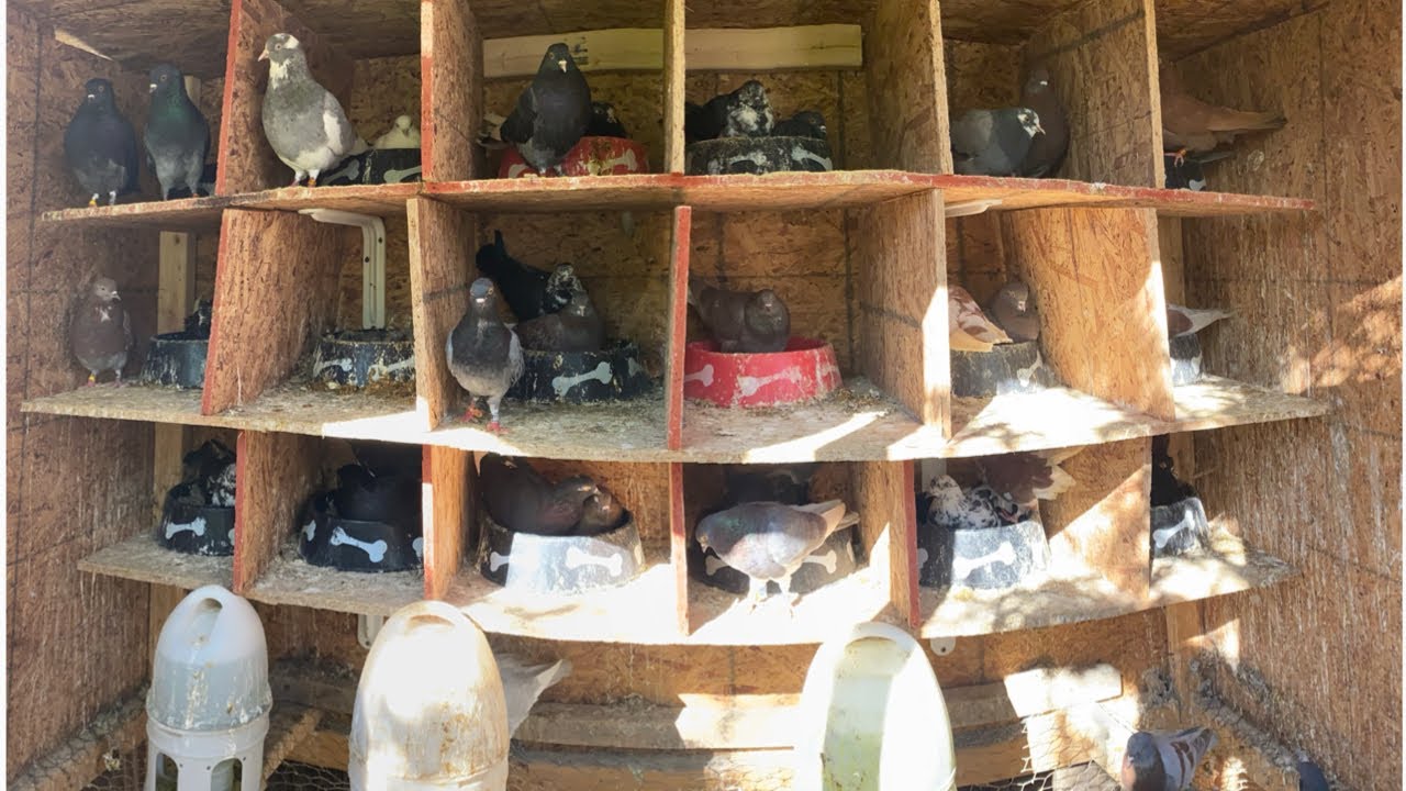 Roller pigeon breeding pair for 2020 - YouTube