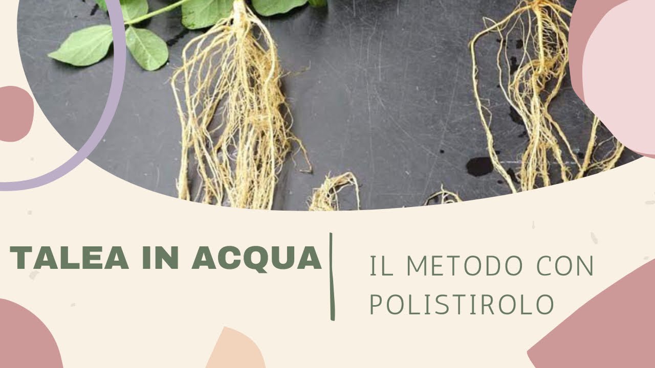 Talea in acqua - YouTube