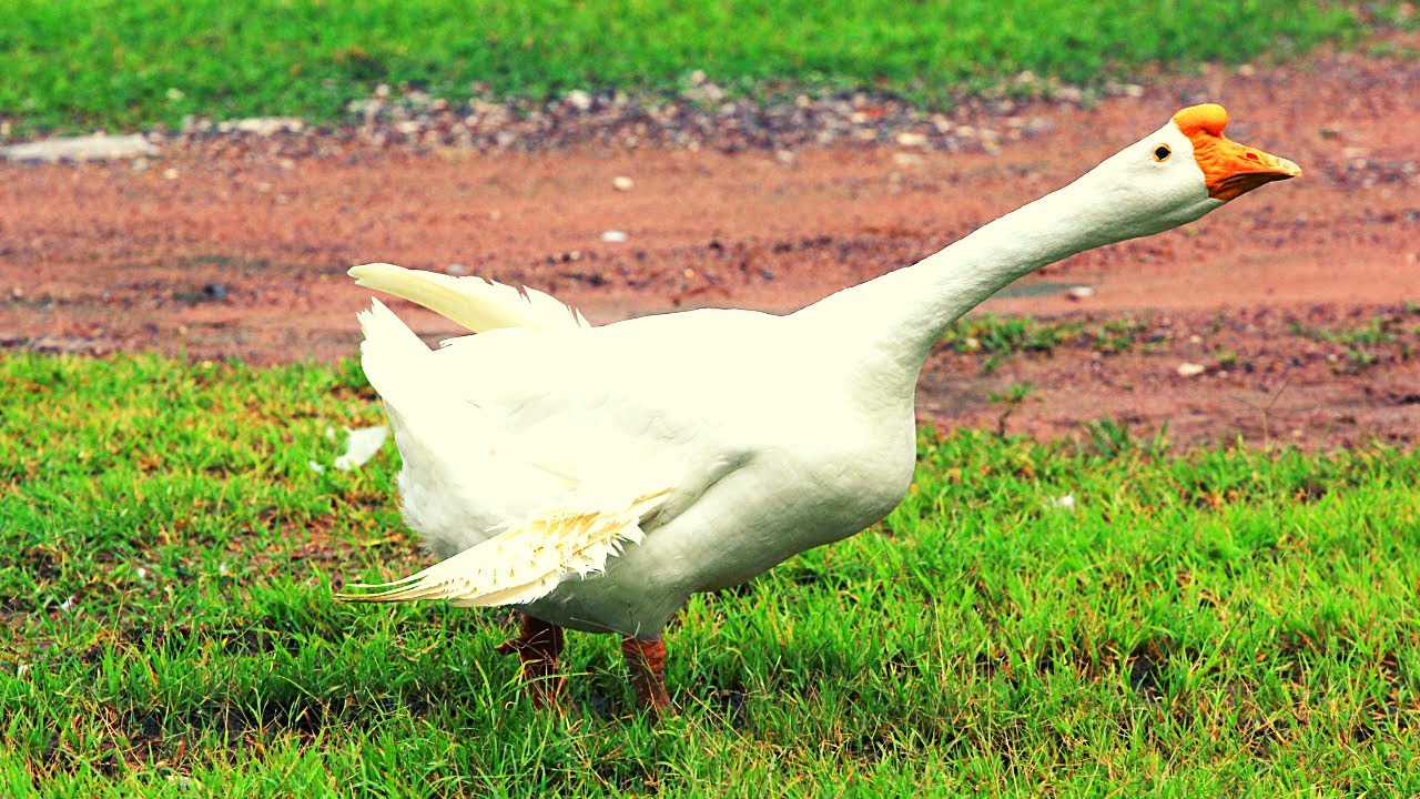 💚 Animals for Kids: Goose, Cheetah, Turtle, Monkey, Elephant — SAVE ...