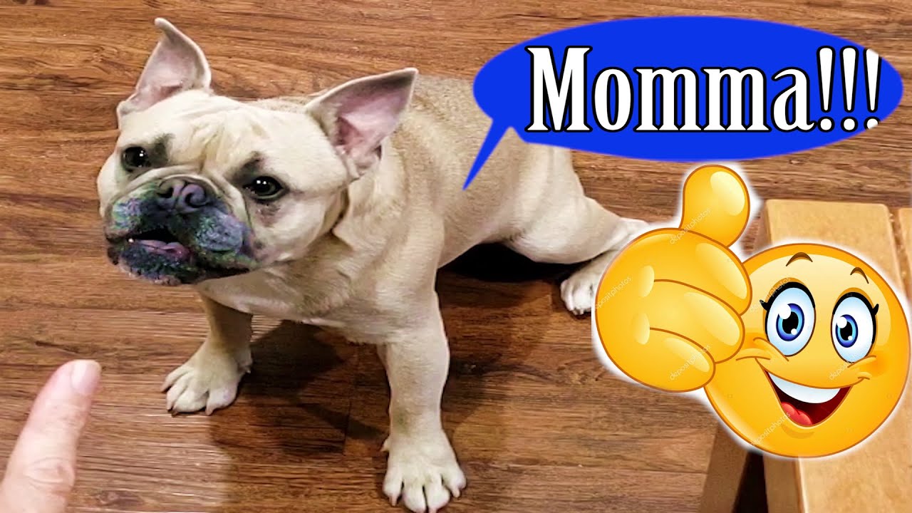Hurrah! My Dog Says "Mamma"! Most Funniest Dog Ever, Archie! :) - YouTube