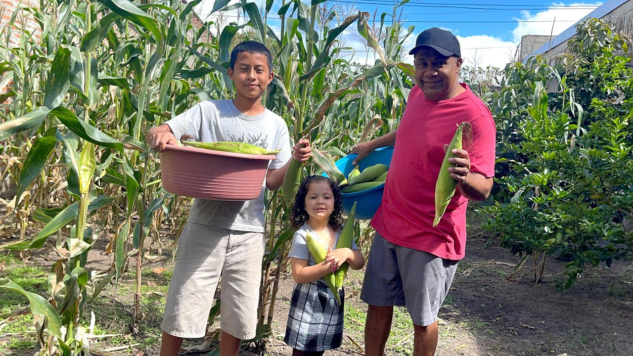 Cosechando elotes en nuestro huerto - YouTube