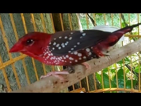 Chim Manh Manh | Manh Manh Trống Kích Bổi Cực Xung | Đam Mê Độc Lạ ...