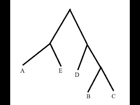 Finding the Distance Matrix for Constructing a Phylogenetic Tree - YouTube