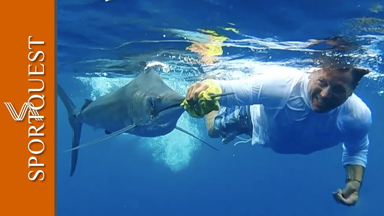 Marlin On The Fly In The Mexico - Fishing The Bay Of Dreams - YouTube