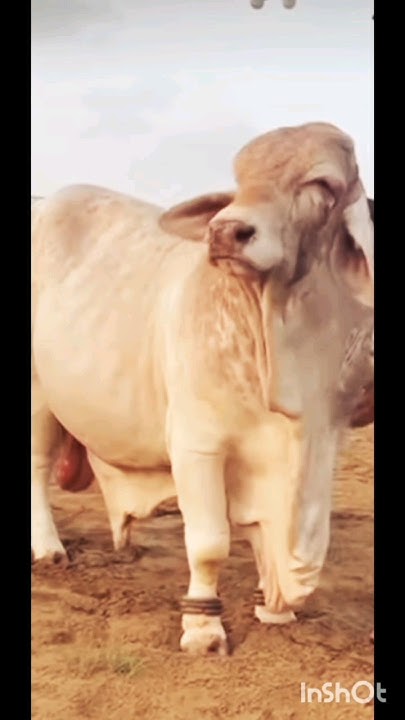HEAVY BULL AQ CATTLE FARM IN KARACHI 🐄 ️🇦🇪👍🇵🇰💯#cow #viral #shorts - YouTube