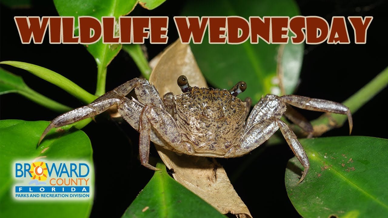 Mangrove Tree Crab | Wildlife Wednesday | Broward County Parks - YouTube