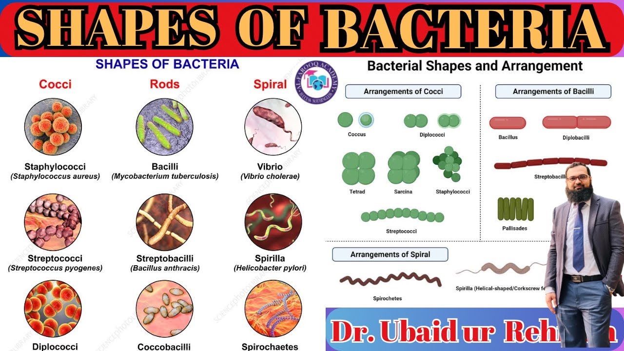 6.2 Size & Shapes of Bacteria | Cocci (Tetrad, Sarcina) | Bacilli ...